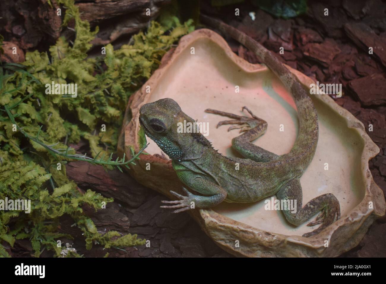 Asian water dragon stands alone, shedding skin on the back. It is a ...
