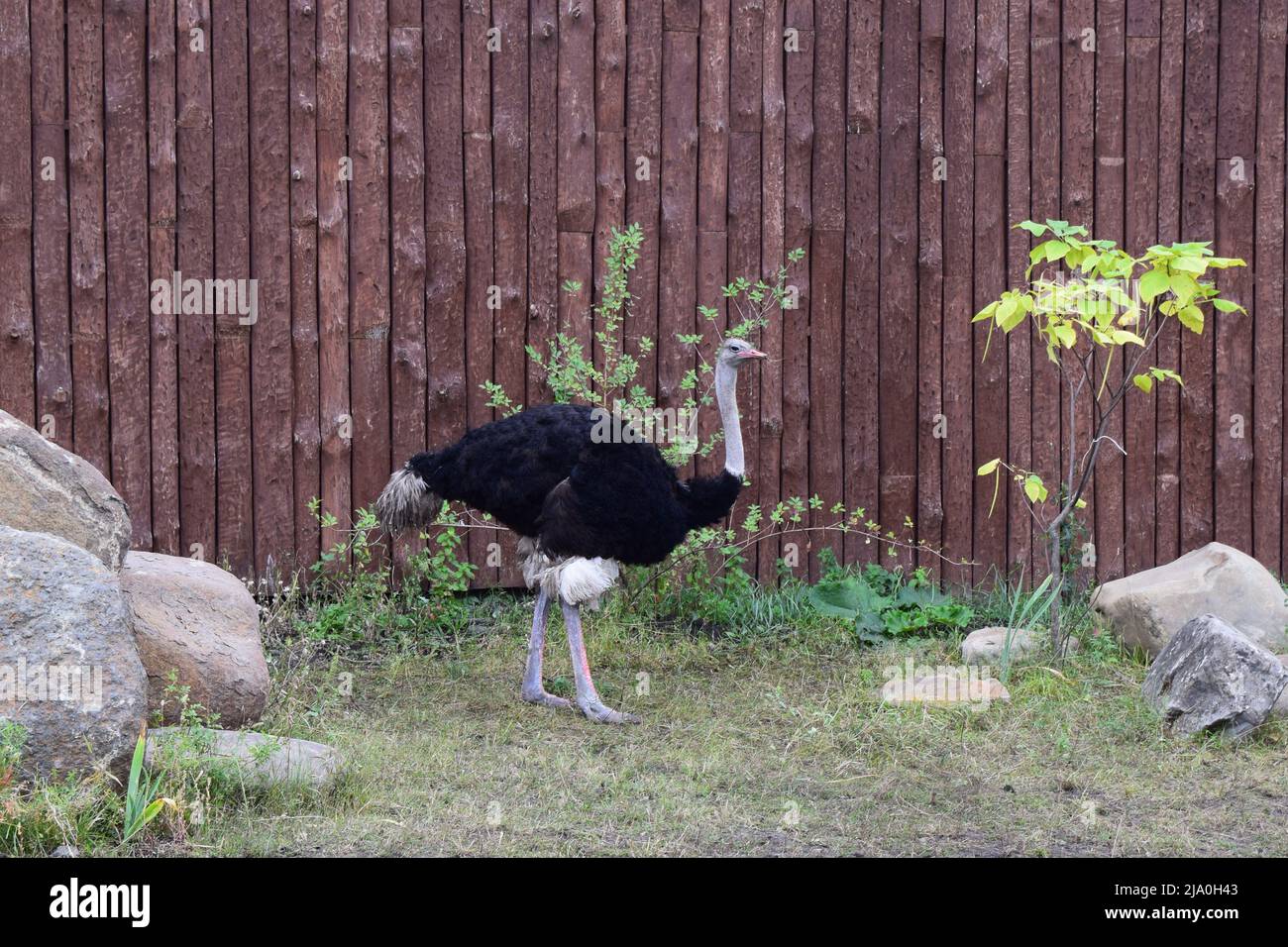 Ostrich (Struthio camelus) in a zoo environment. The African ostrich is ...