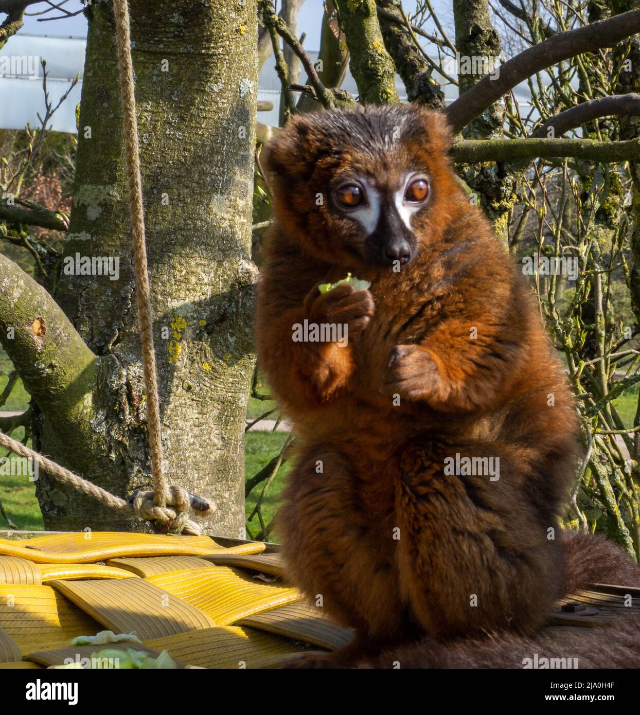 Common brown lemur eating in the Spring sunshine Stock Photo - Alamy