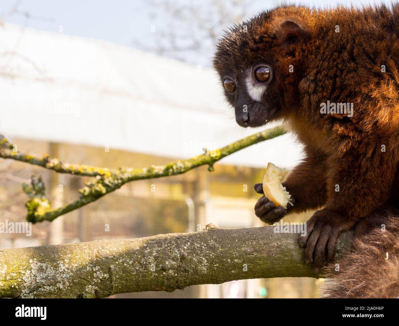 Common brown lemur eating in the Spring sunshine Stock Photo - Alamy
