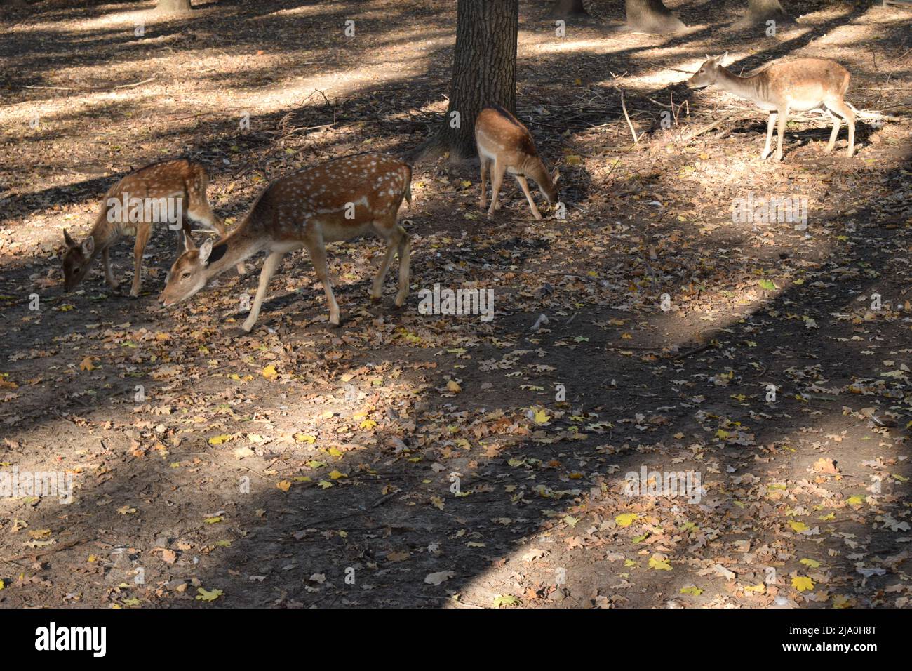 The chital (Axis axis), also known as spotted deer, chital deer, and ...