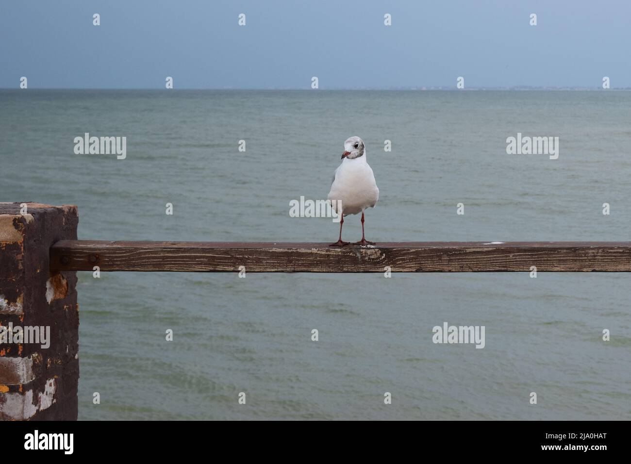 One seagull sits on a old sea pier. The European herring gull, Seagull ...