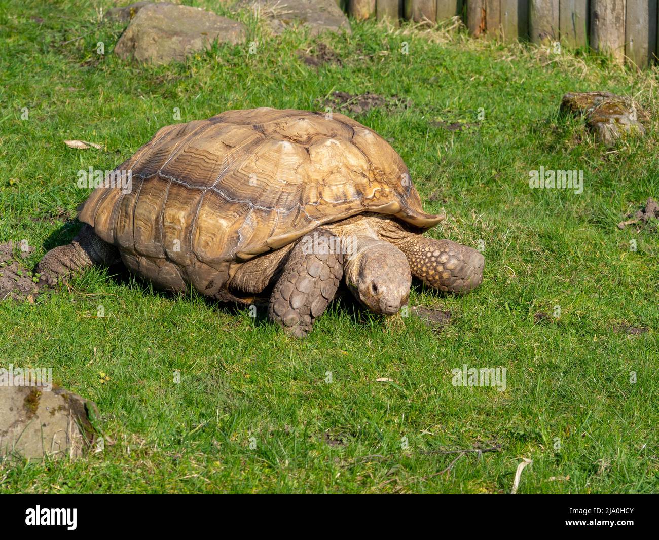 Giant tortoise taking a walk in the Springtime sunshine Stock Photo - Alamy