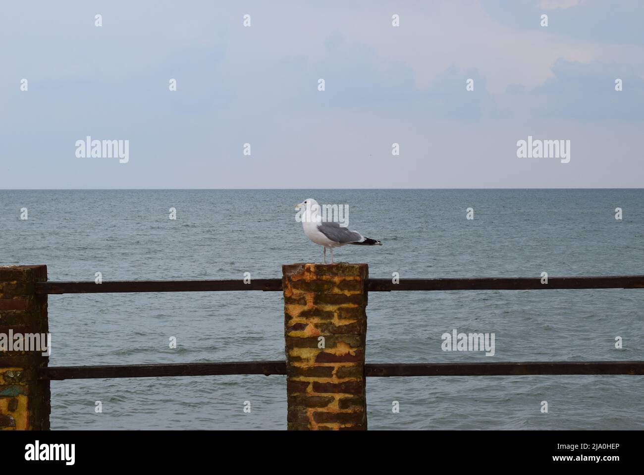 One seagull sits on a old sea pier. The European herring gull, Seagull ...