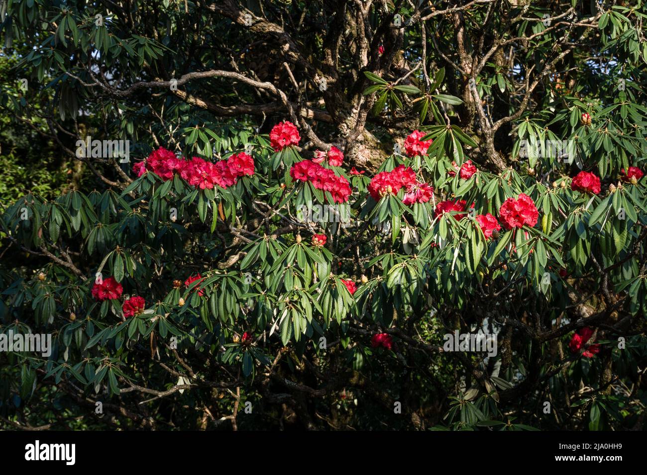 Buransh ,Rhododendron Arboreum trees in the forest with blooming red ...
