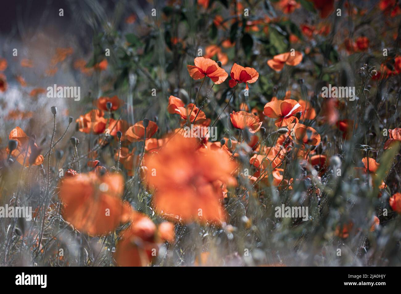 Beautiful red poppy with delicate petals on a gray blurred background ...
