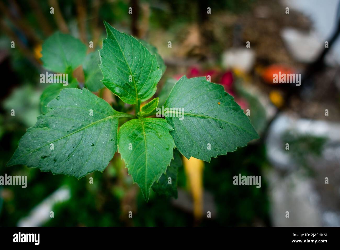 Mulberry weed hi-res stock photography and images - Alamy