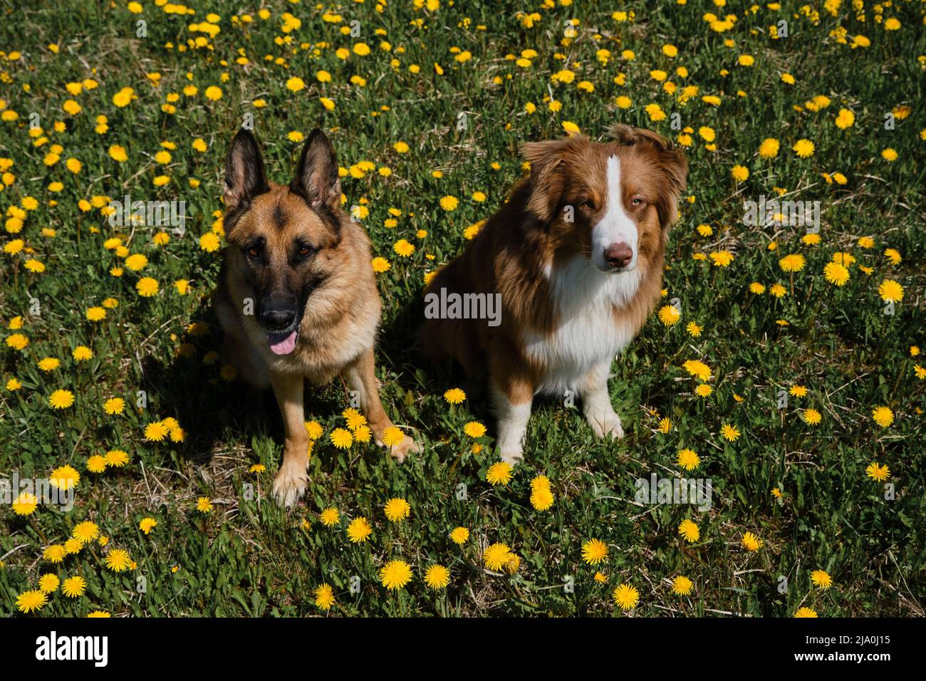 German and Australian Shepherd sit side by side in field of yellow ...