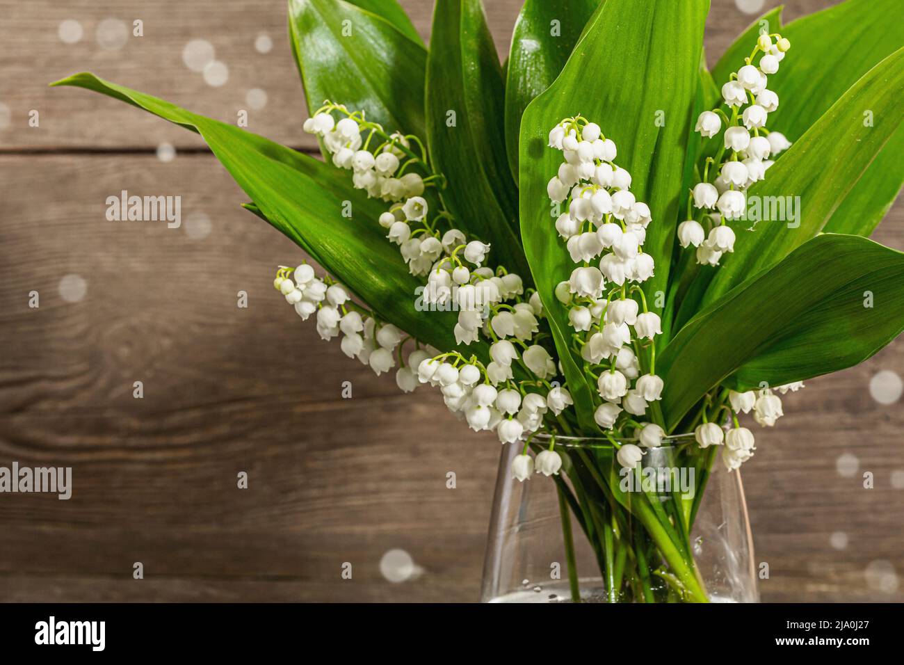 Lily Of The Valley Designs