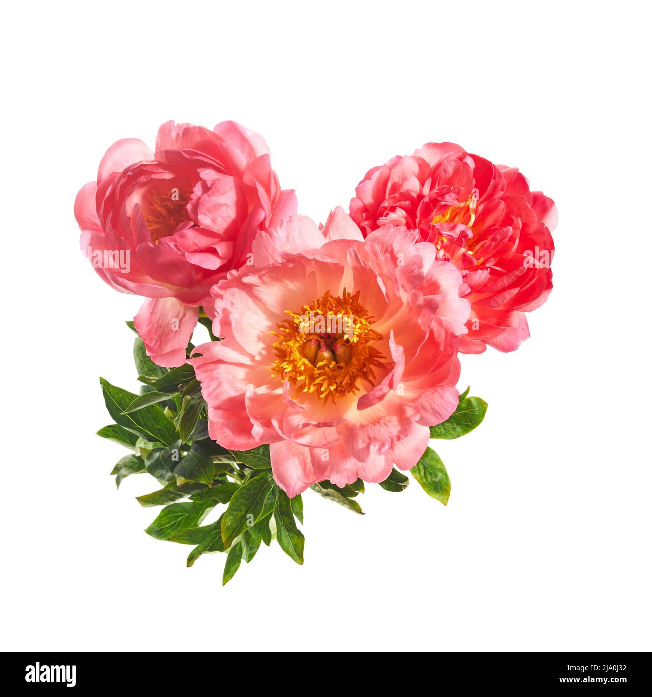 Beautiful pink peonies flowers isolated on white background Stock Photo ...