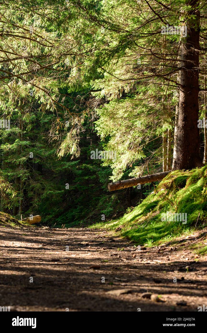 Trails in the Carpathian forests, hiking trails leading to the mountain ...