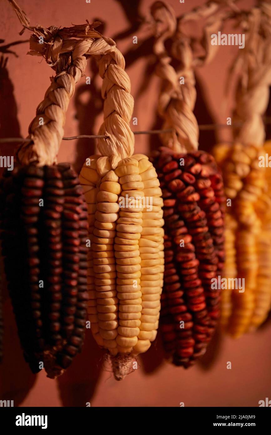 Two Types Of Maize at Hayley Stokes blog Two Types Of Maize at Hayley Stokes blog