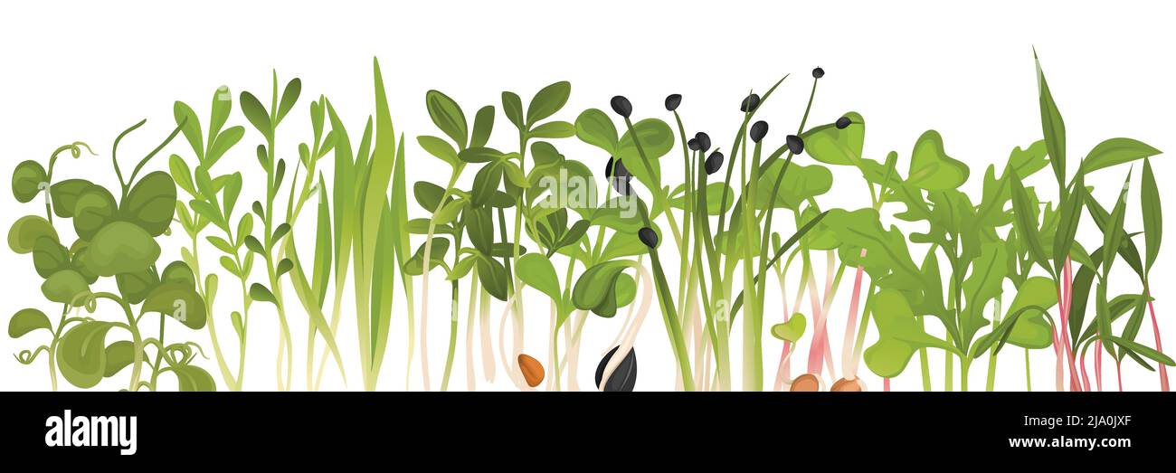 Colored microgreen border assorted seeds peas onion radish beet and ...