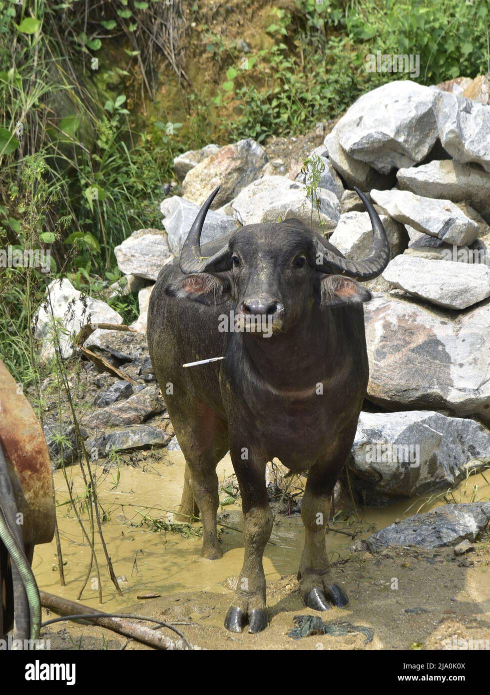 Guwahati, Guwahati, India. 26th May, 2022. A wild Buffalo stand as ...