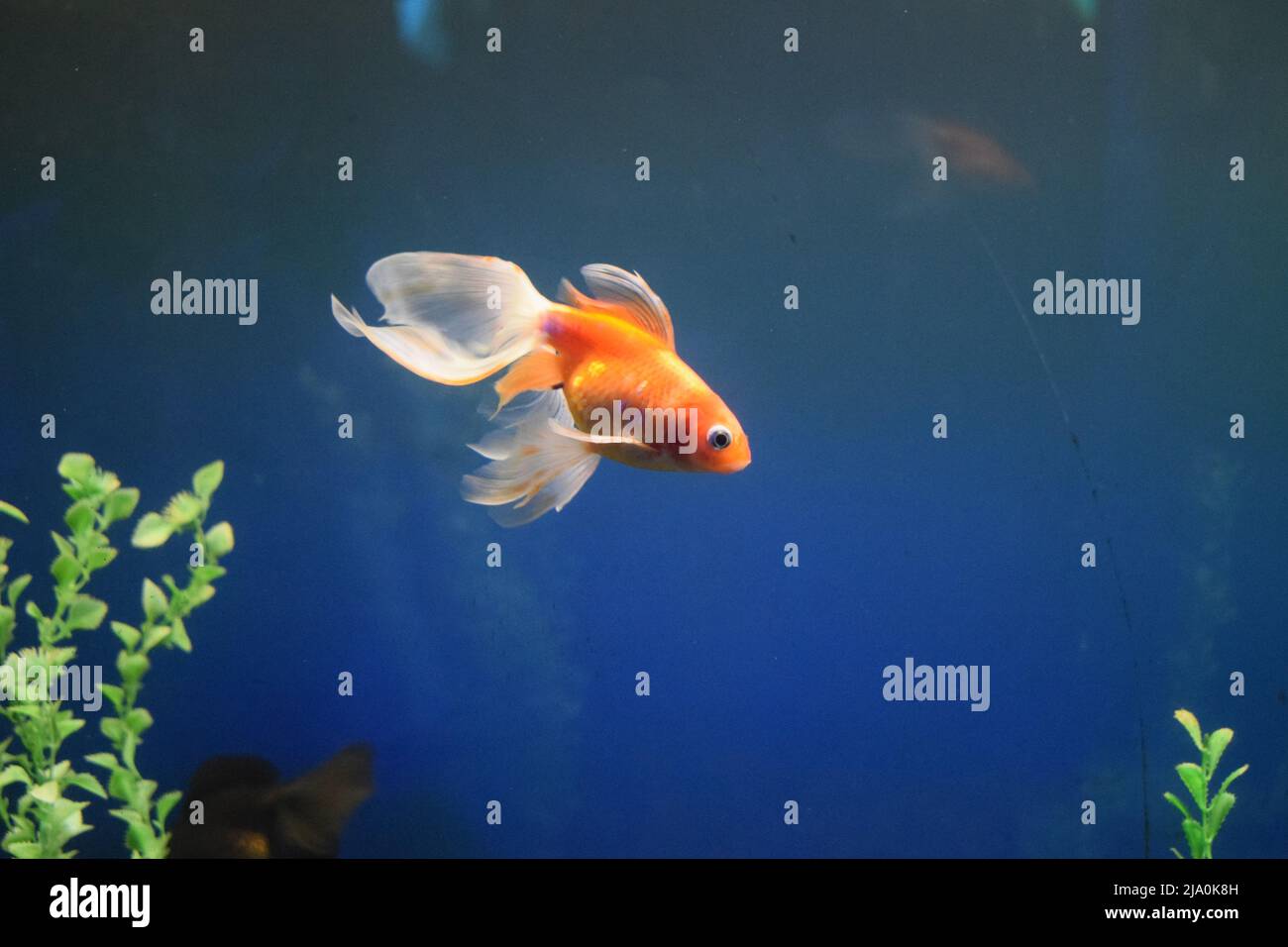 Freshwater aquarium fish, goldfish from Asia in aquarium.The goldfish ...