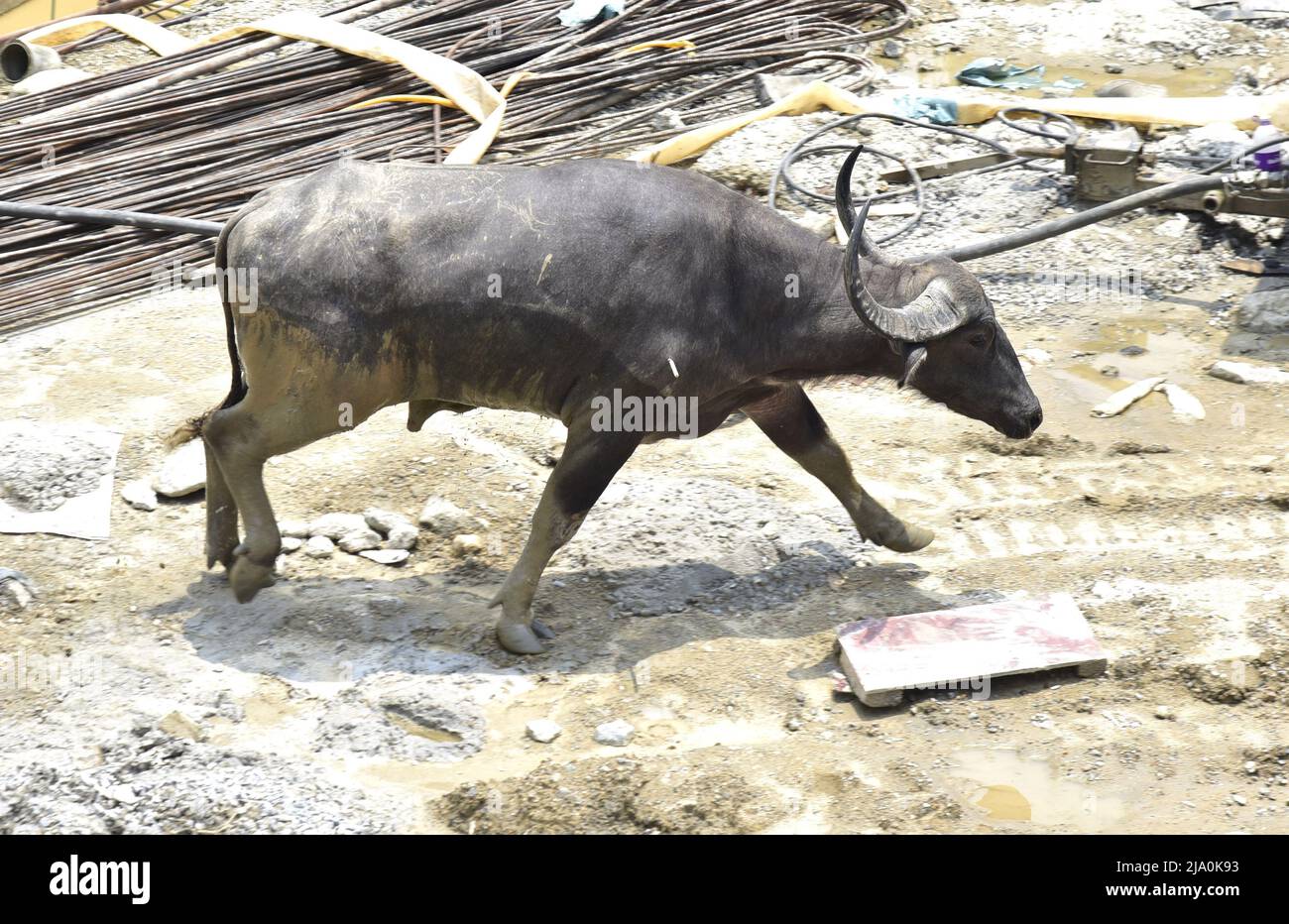 May 26, 2022, Guwahati, Guwahati, India: A wild Buffalo run as forest ...
