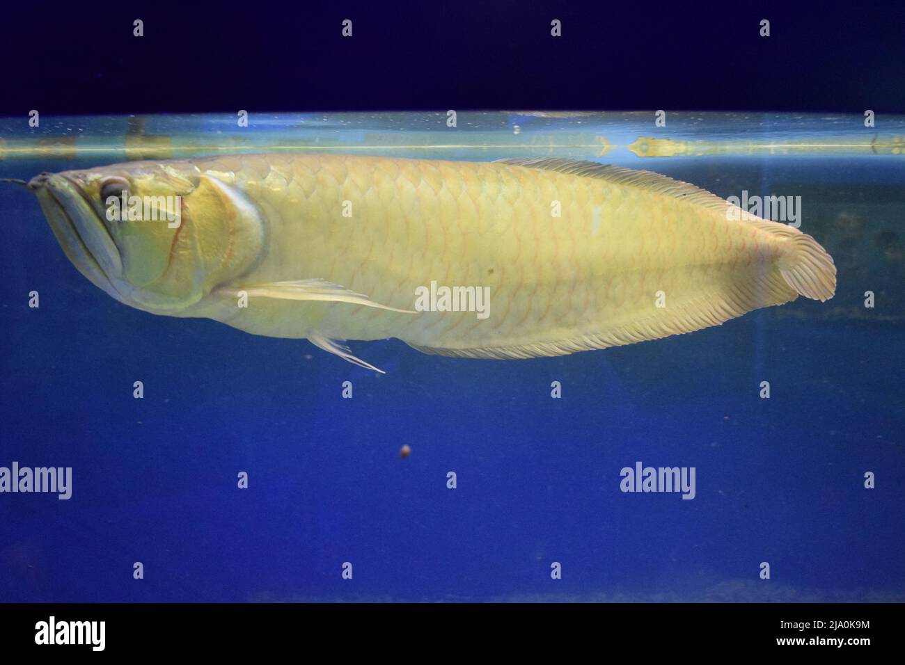 Arowana amazon hi-res stock photography and images - Alamy