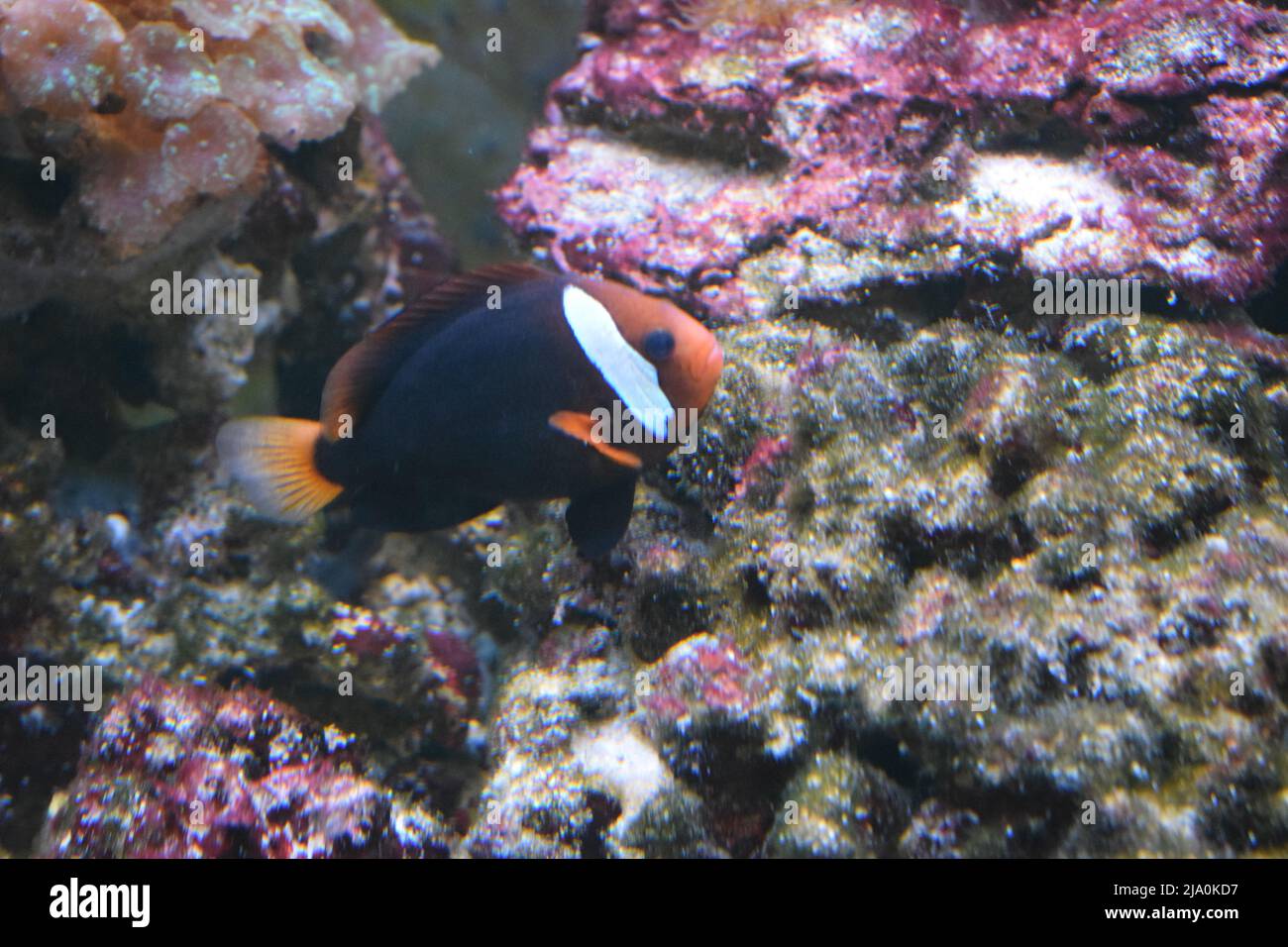 Cinnamon clownfish, Amphiprion melanopus. Red and Black Anemonefish ...