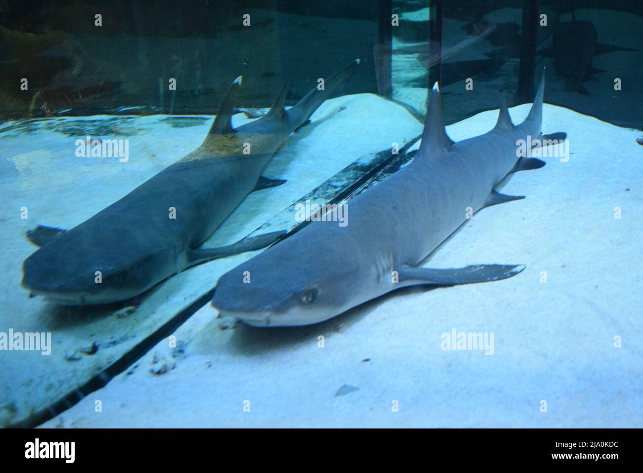 The reef shark (Triaenodon obesus) is the only species of reef sharks ...