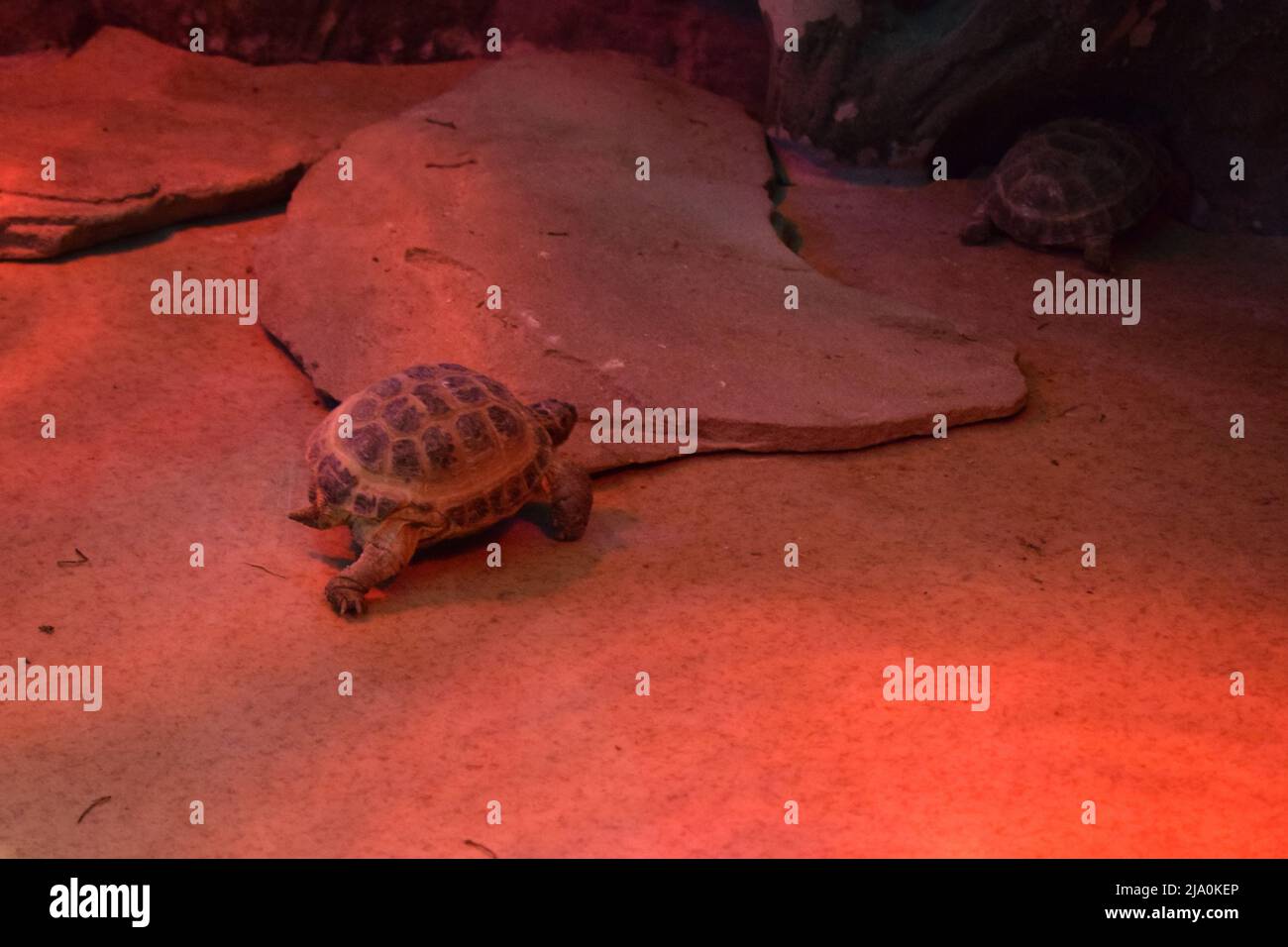Big turtle. African Spurred Tortoise in the terrarium. African spurred ...
