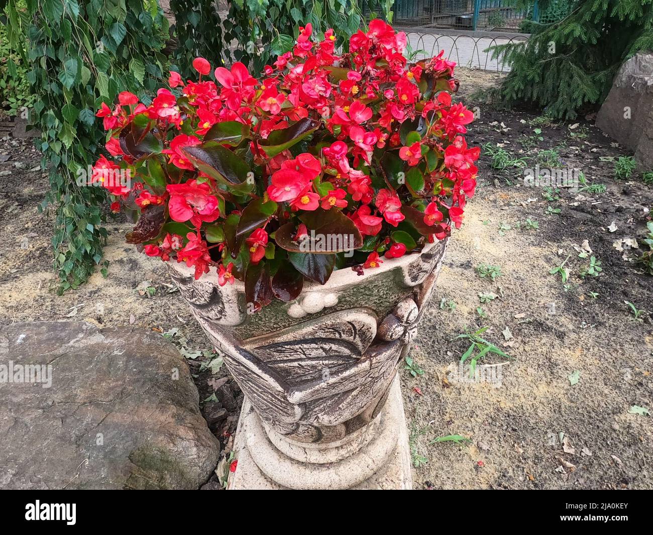 Red Begonia semperflorens. Wax Begonia (Begonia semperflorens Stock ...