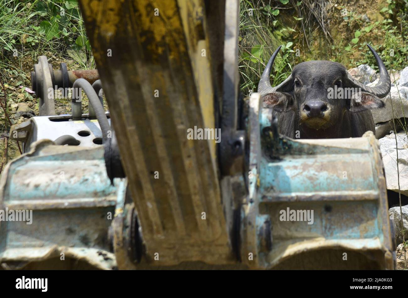 Guwahati, Guwahati, India. 26th May, 2022. A wild Buffalo stand as ...