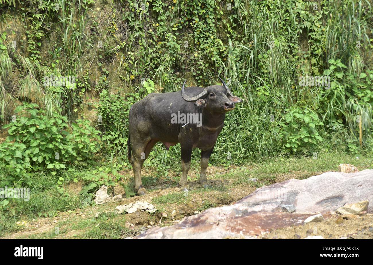 Guwahati, Guwahati, India. 26th May, 2022. A wild Buffalo stand as ...