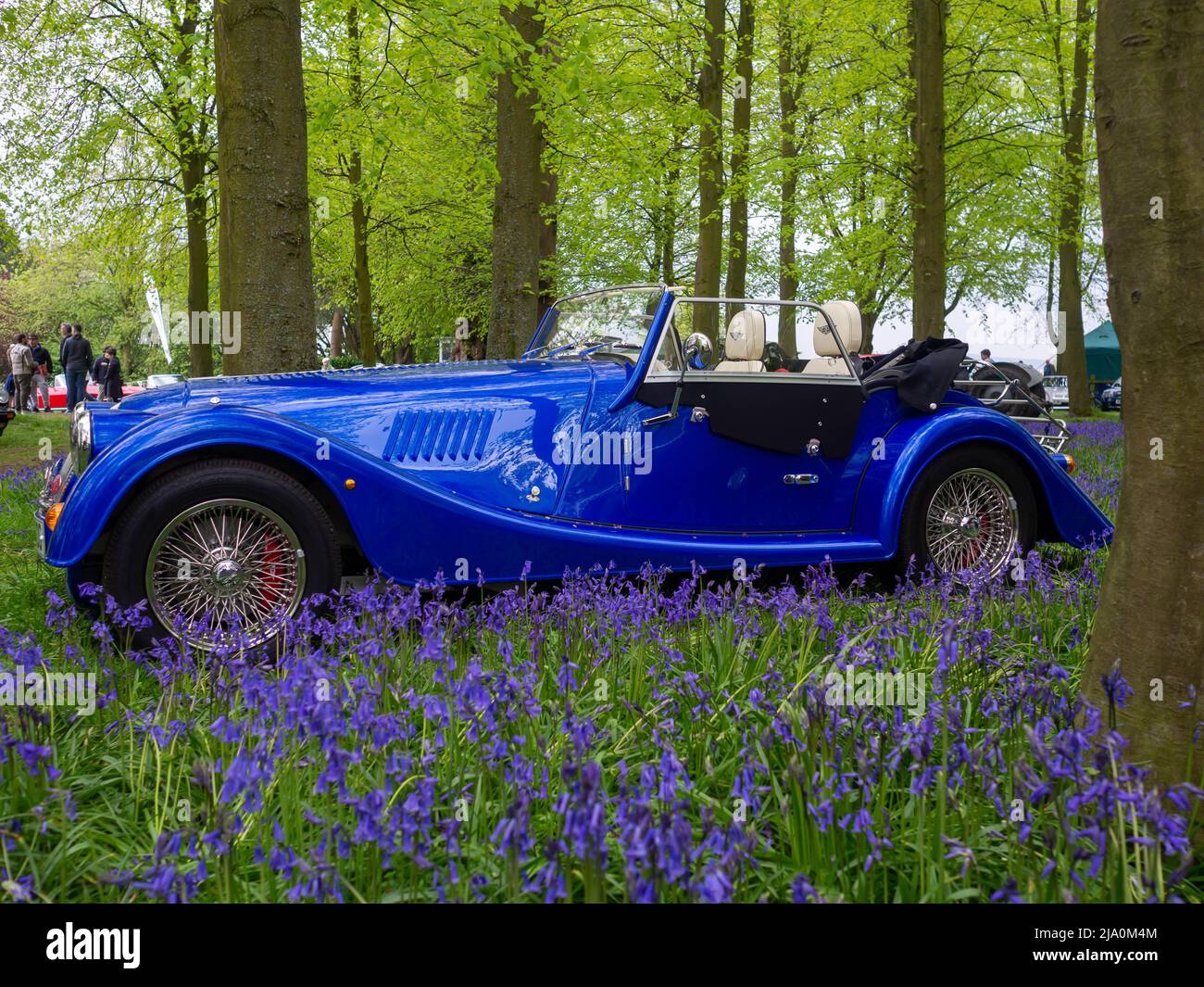 Classic Blue Morgan amongst the bluebells in a coppice Stock Photo - Alamy