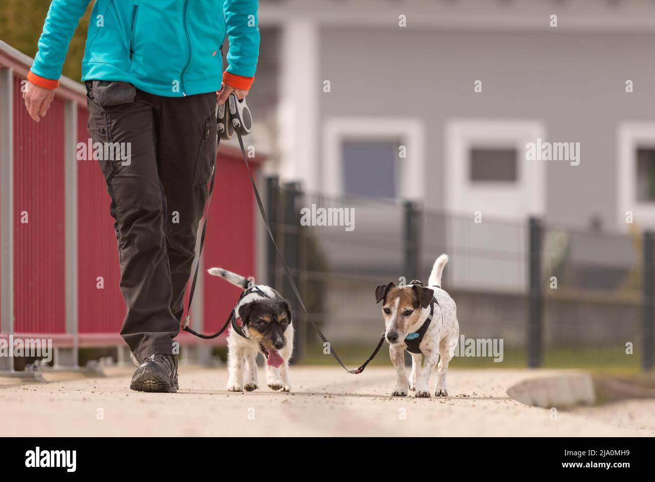 Dog handler walks with her little dogs on a road. Two cute obedient ...