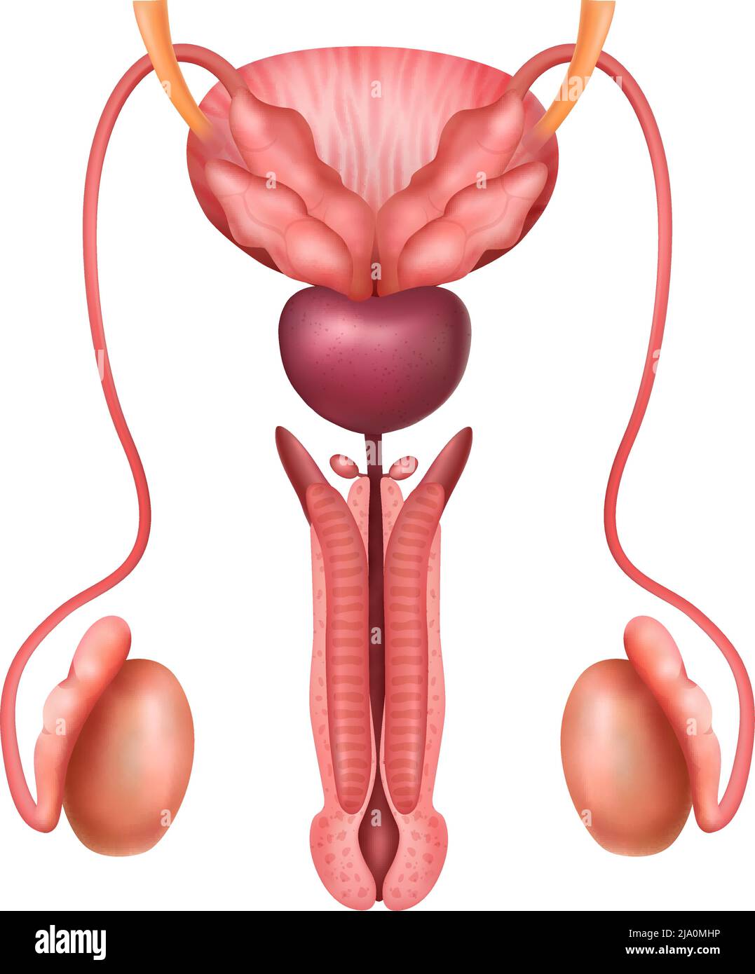 Realistic male genitals human reproductive system anatomy composition ...