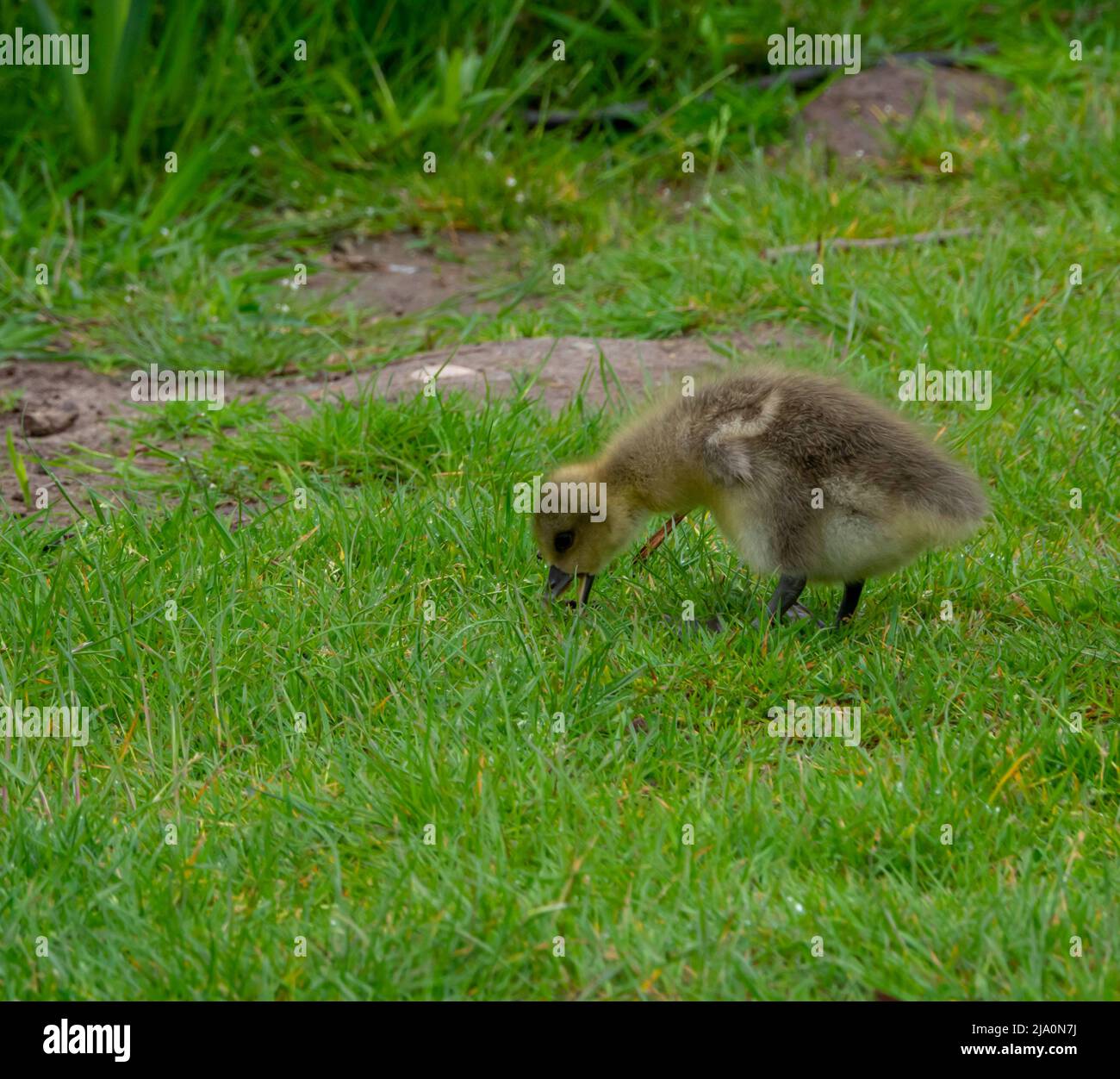 Greylag gosling pecking at the grass beak open pecking at the grass ...
