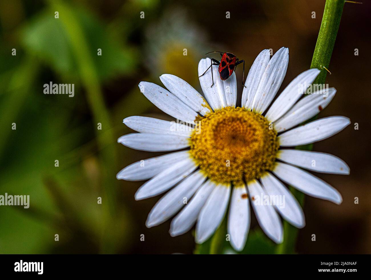 a red insect sleeping on a daisy Stock Photo - Alamy