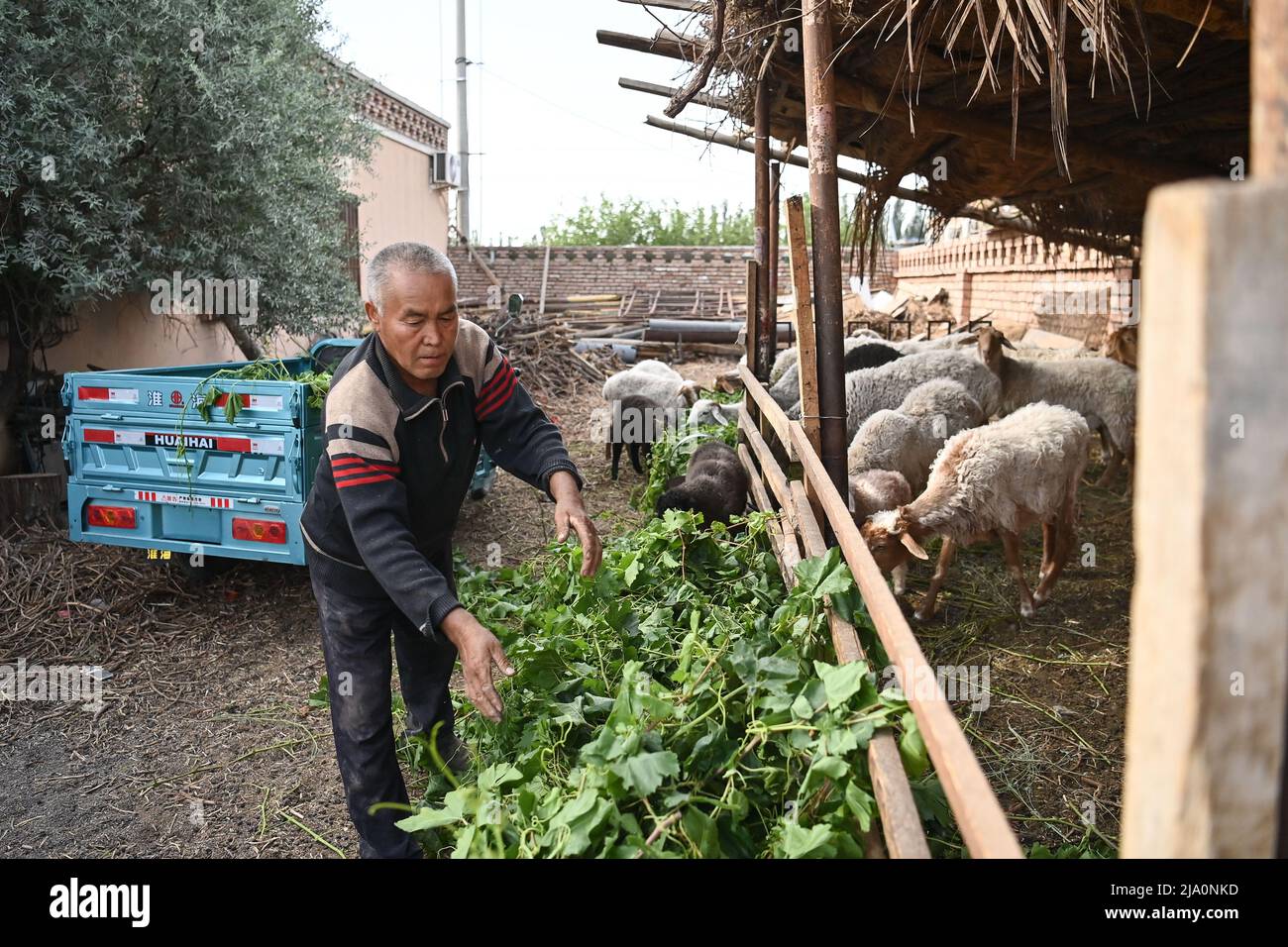(220526) -- URUMQI, May 26, 2022 (Xinhua) -- Maiming Reheman feeds ...