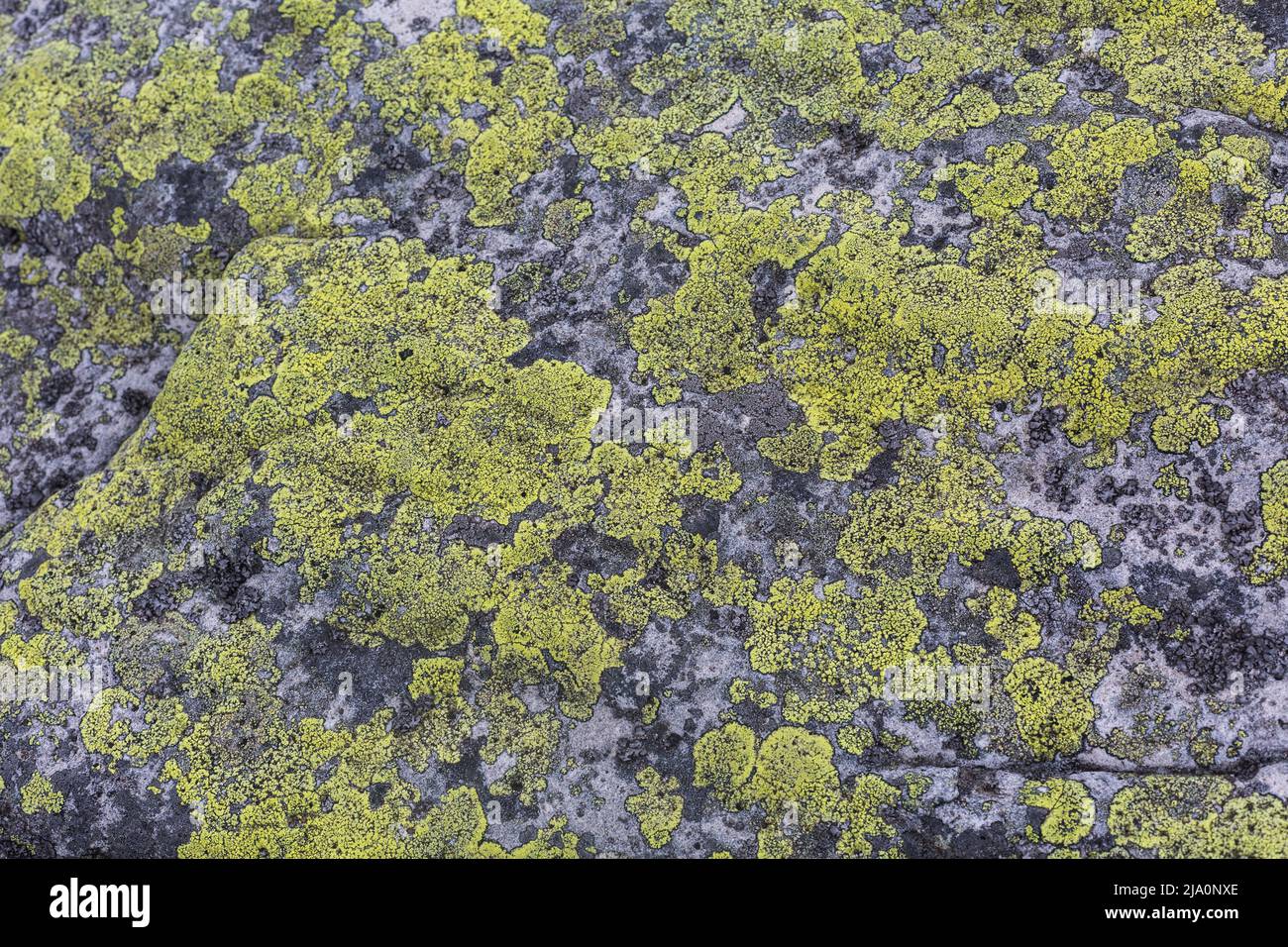 Yellow Moss and lichen, fungus on rocks in the mountains. Sandstone ...