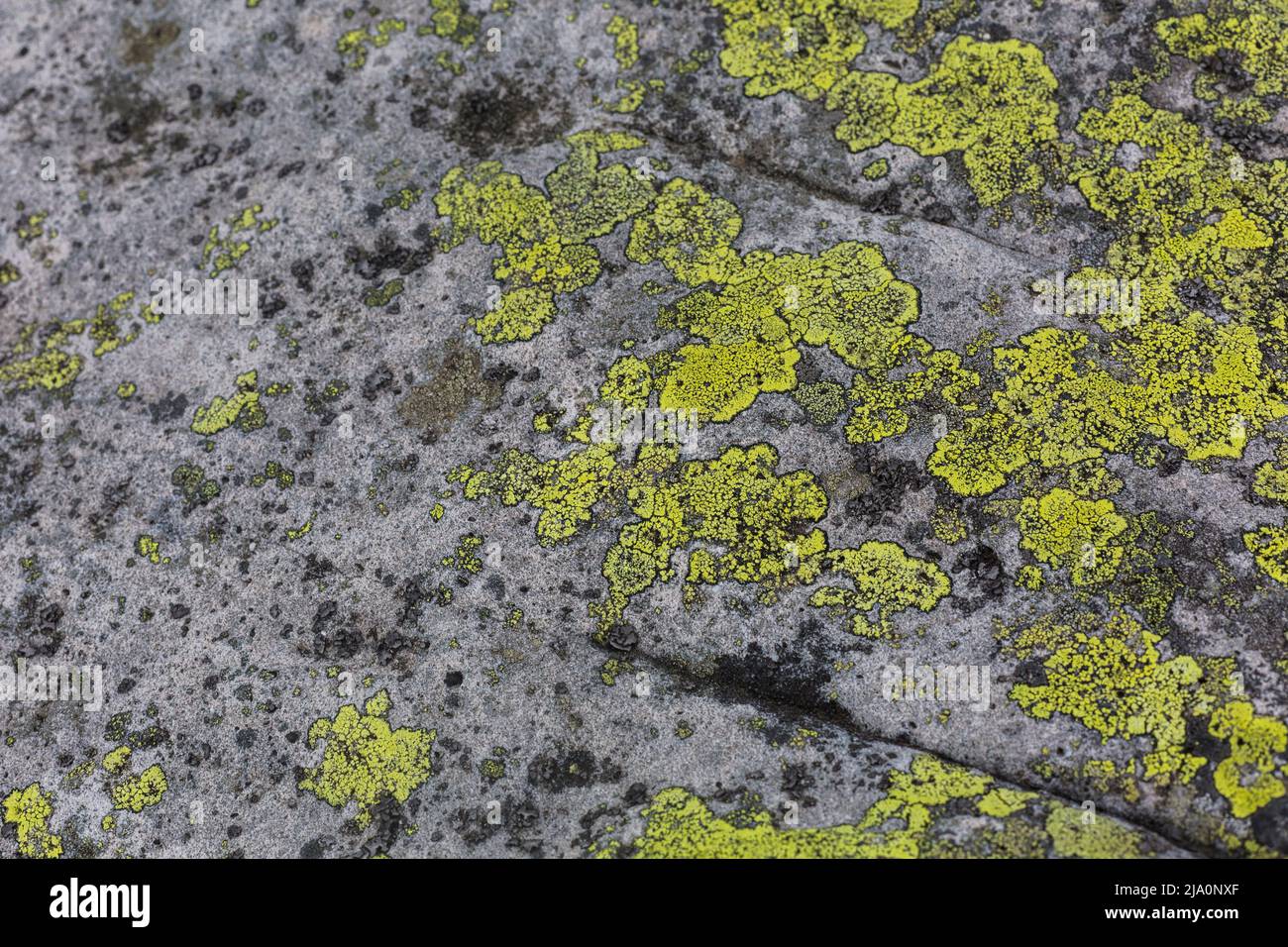 Yellow Moss and lichen, fungus on rocks in the mountains. Sandstone ...