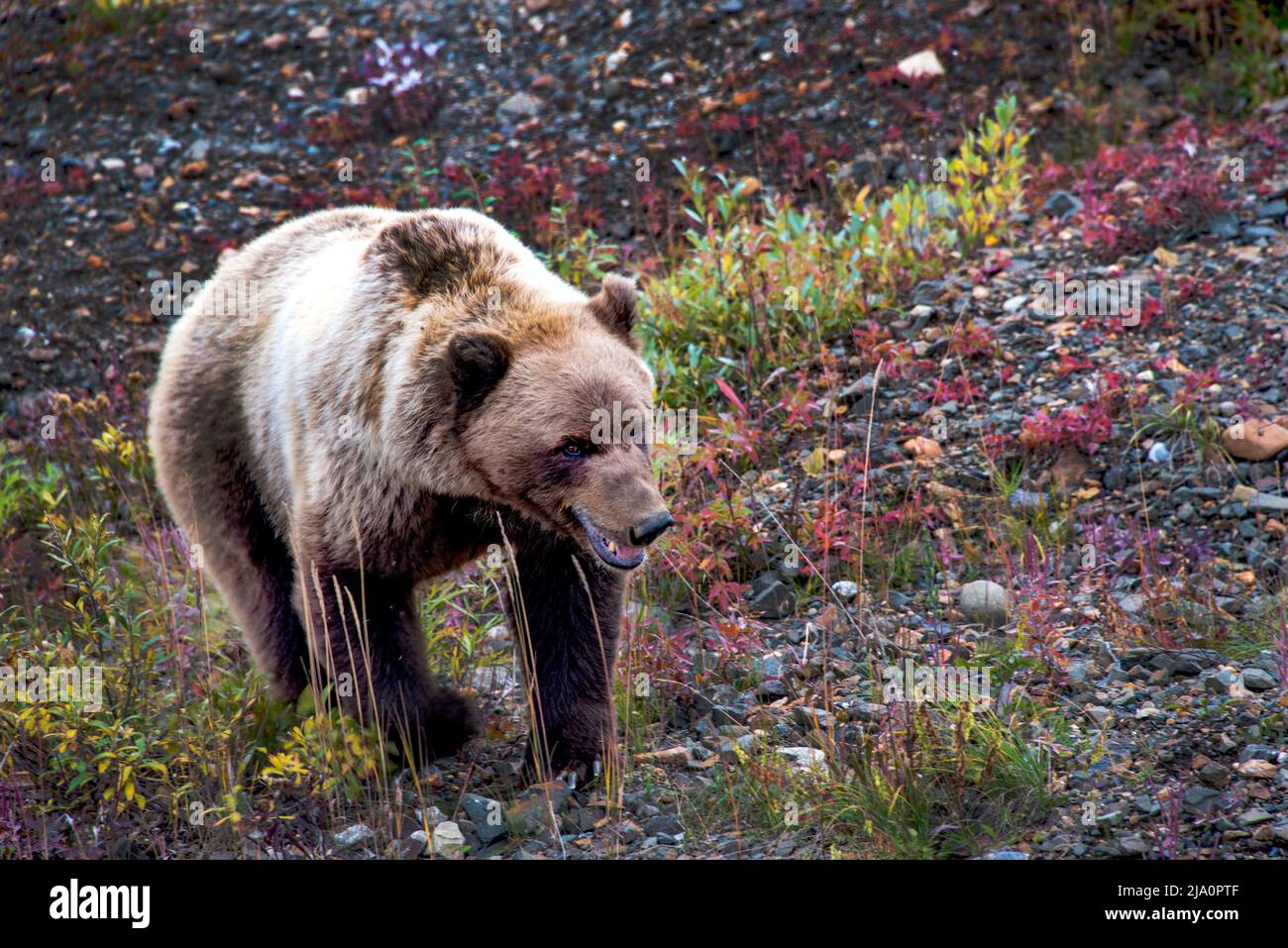 Alaskan Grizzly Bear on the move clos-up Stock Photo - Alamy
