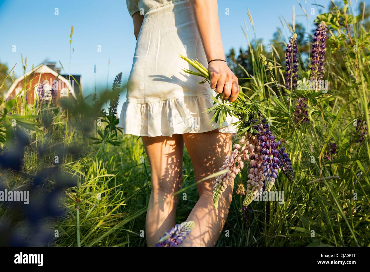 Beautiful woman in white sundress enjoying the summer nature. Picking ...