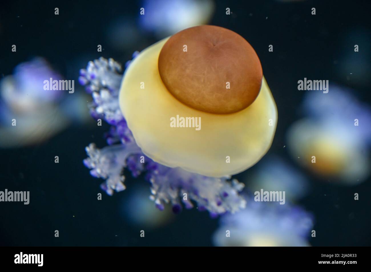 Fried egg jellyfish also known as egg-yolk jellyfish, Phacellophora ...