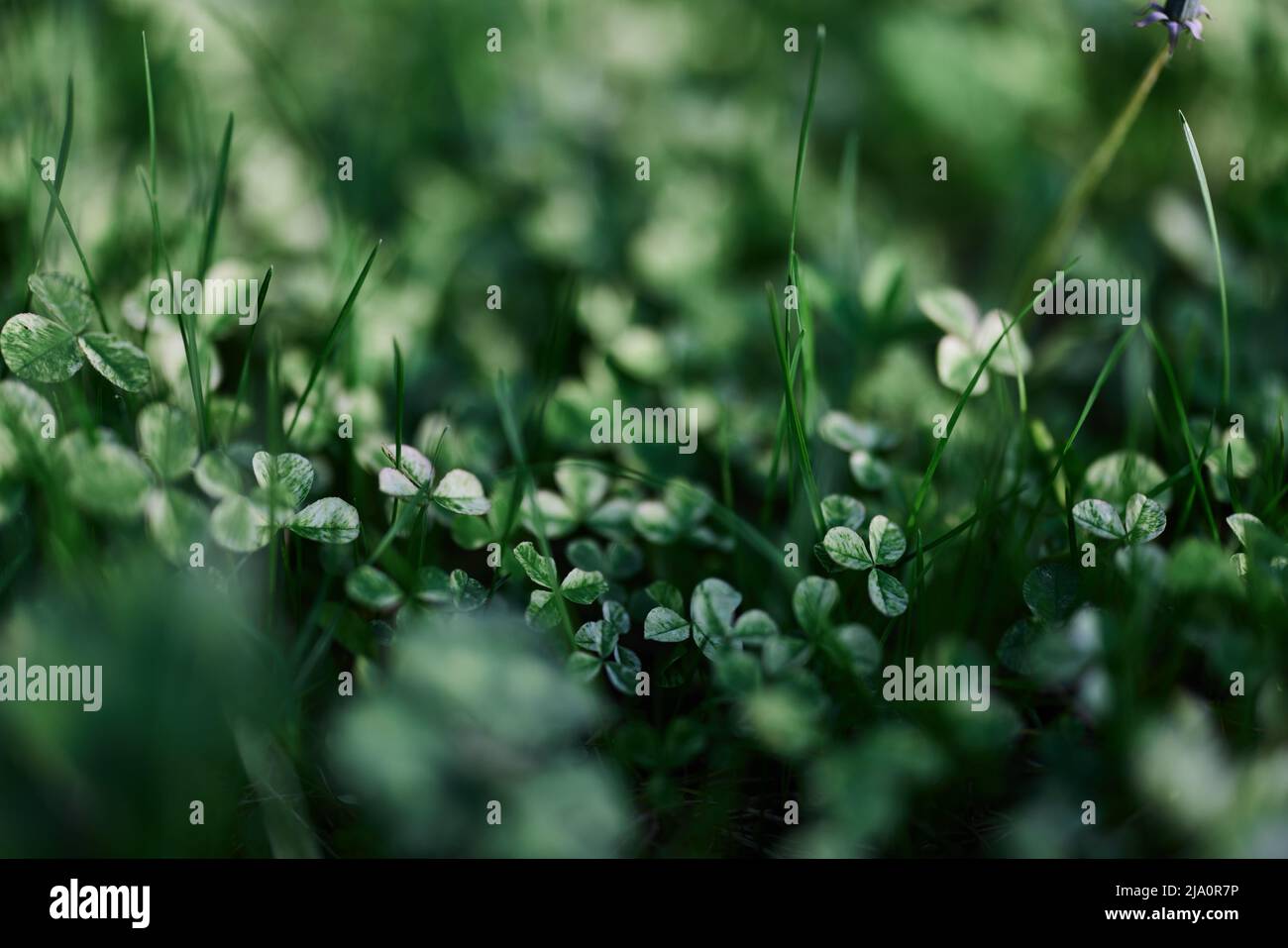 Green grass botany and nature landscaping for the home area ...