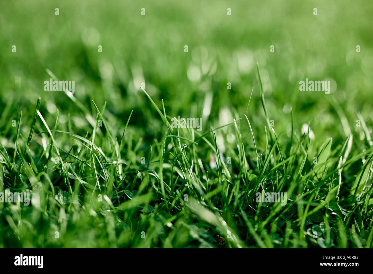 Cost-effective green clover grass for landscaping the garden by the ...