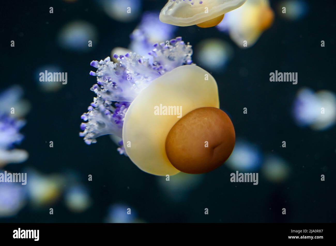 Fried egg jellyfish also known as egg-yolk jellyfish, Phacellophora ...