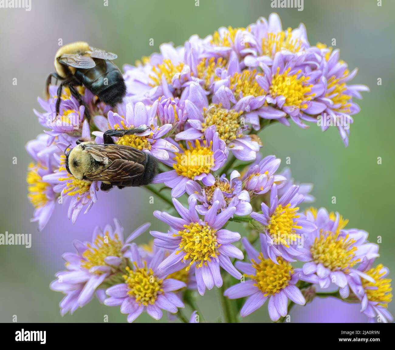 Native bees of north america hi-res stock photography and images - Alamy
