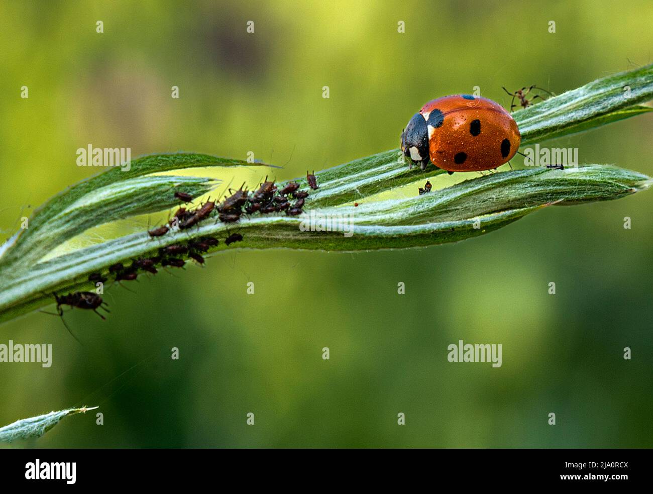 ladybug resting on a flower branch Stock Photo - Alamy