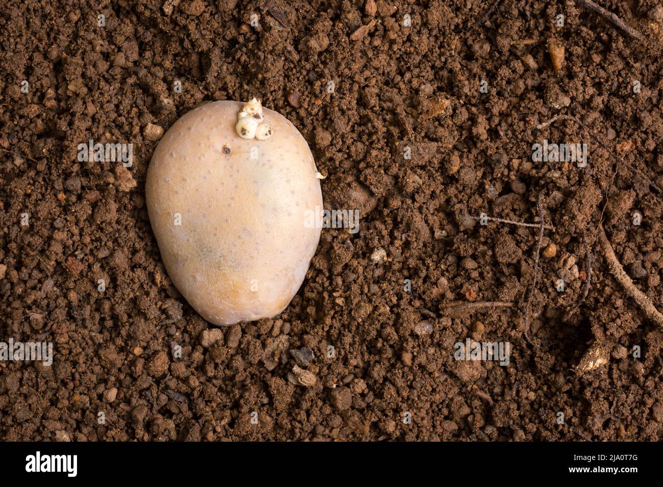 Vegetable food potato potato sprout hi-res stock photography and images ...