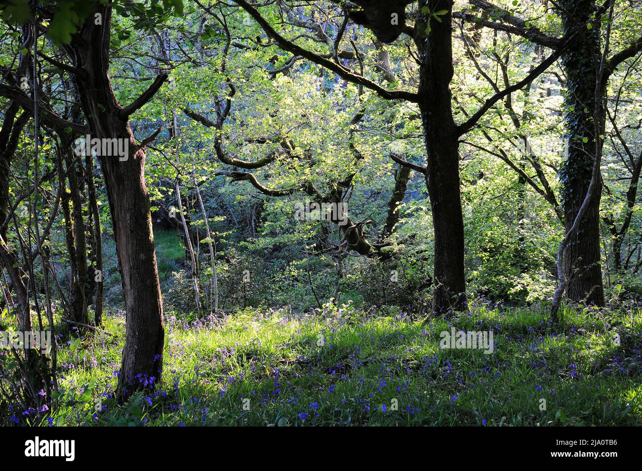 Powerstock Common, Dorset Wildlife Trust nature reserve. UK Stock Photo ...