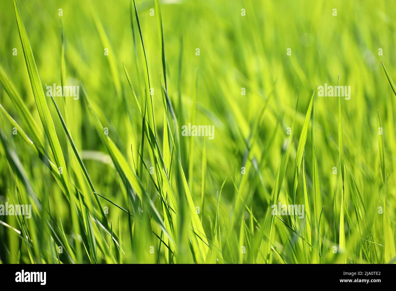 Agriculture texture hi-res stock photography and images - Alamy