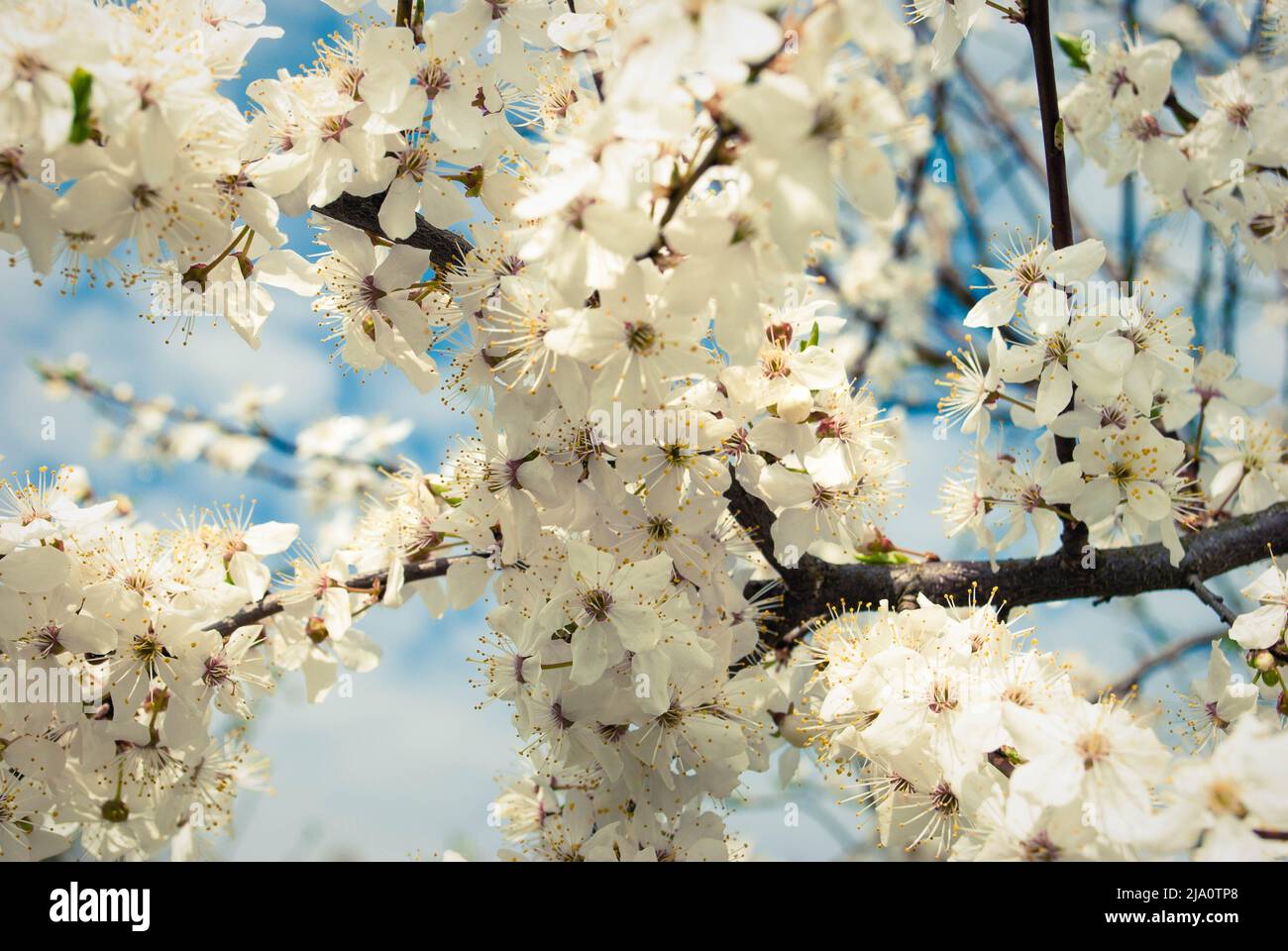 Beautiful white flowers of cherry tree. Spring background with fruits ...