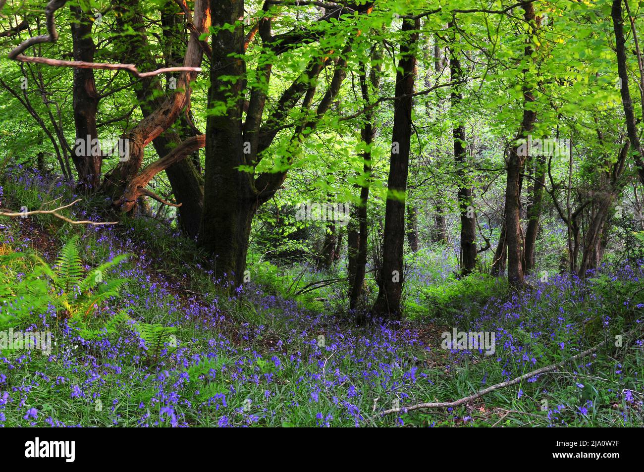 Powerstock Common, Dorset Wildlife Trust nature reserve. UK Stock Photo ...