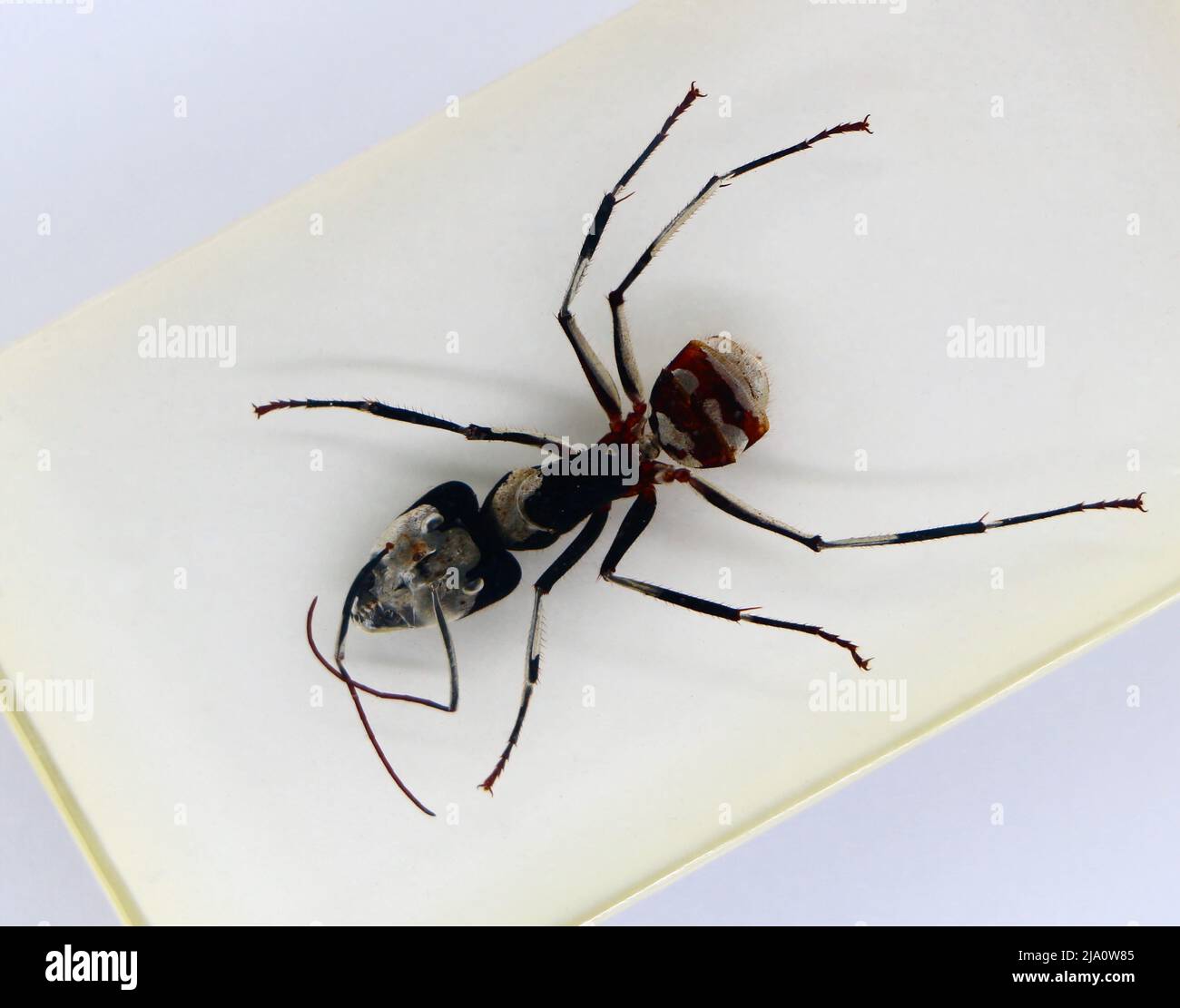 Perspex encased specimen seen from above on a white background ...