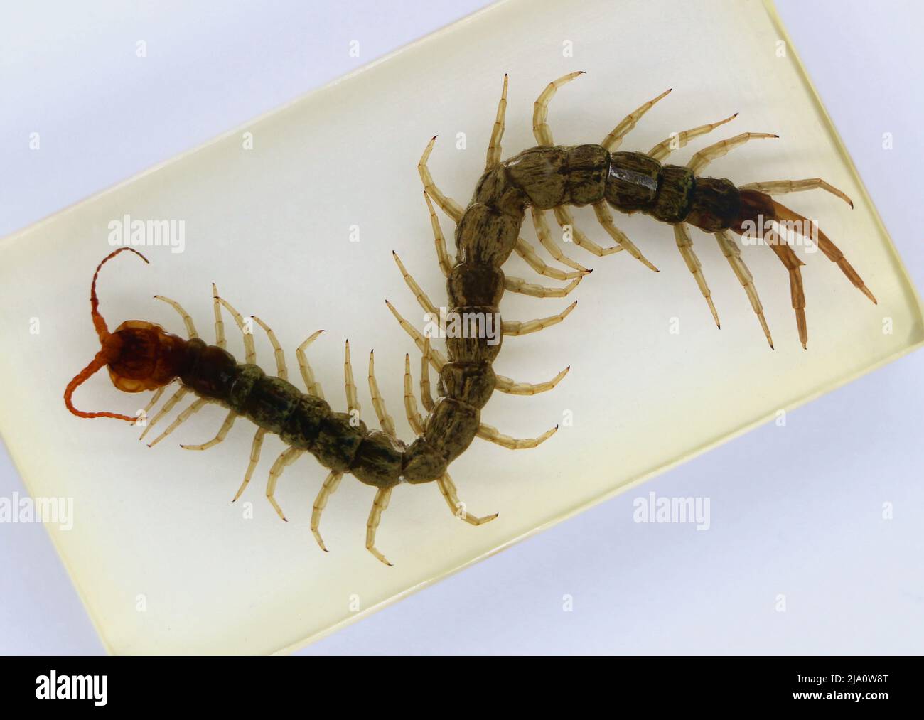 Scolopendromorpha tropical centipede encased specimen seen from above ...